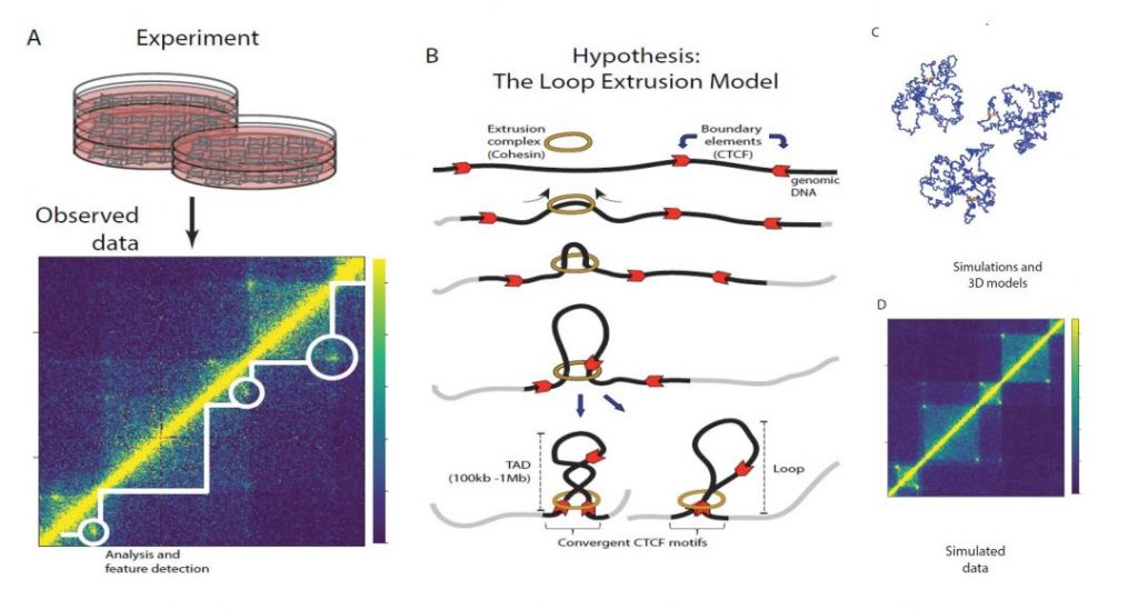 Computational Methods for Analyzing and Modeling Genome Structure and ...