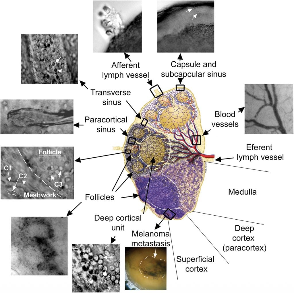 Mouse Lymph Node Structure Li Yao Images And Photos Finder