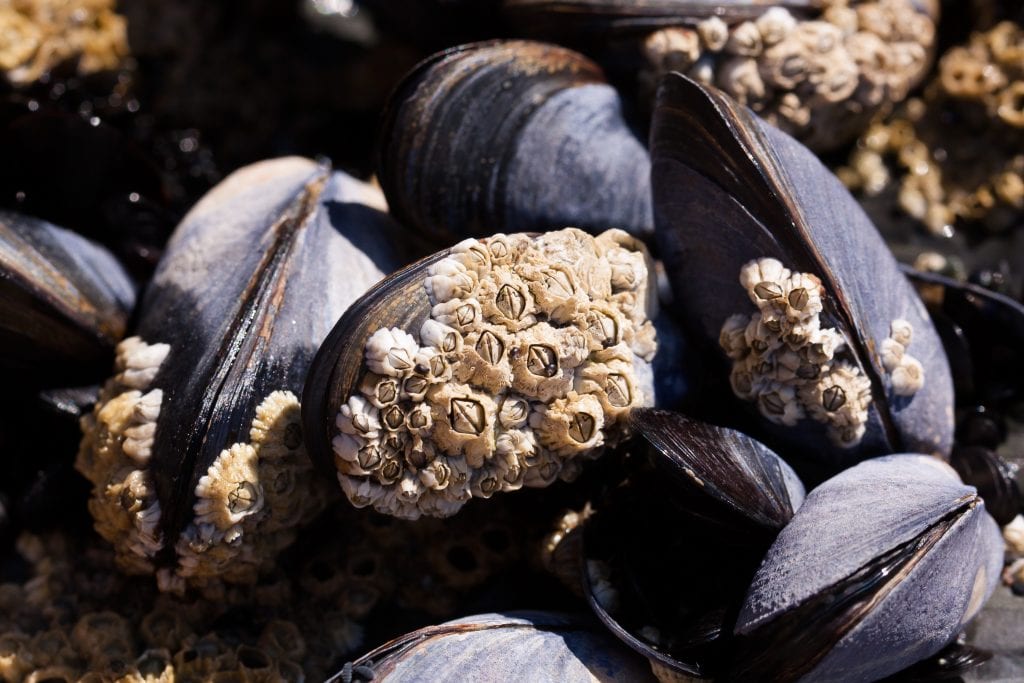Shucks, Shellfish Allergies are Complex - Advanced Science News