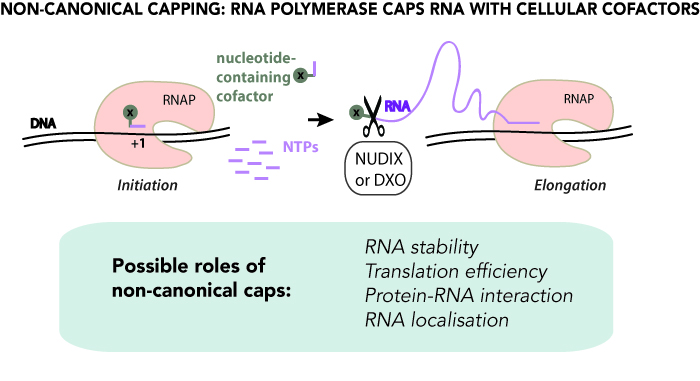 Noncanonical RNA‐capping: Discovery, Mechanism, and Physiological Role ...