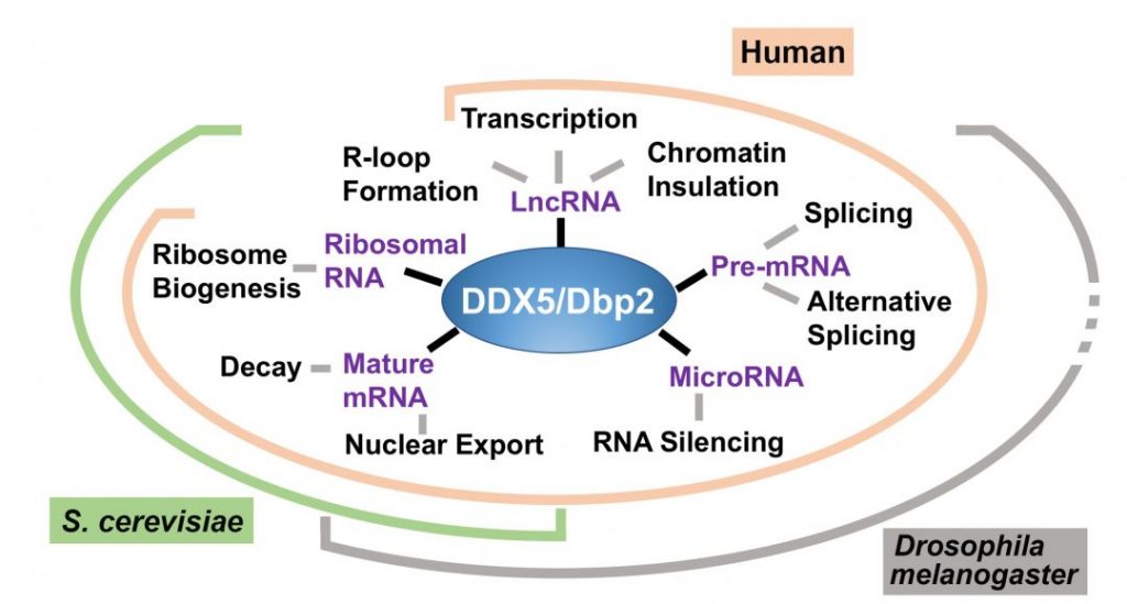 The DDX5/Dbp2 Subfamily of DEAD-box RNA Helicases - Advanced Science News