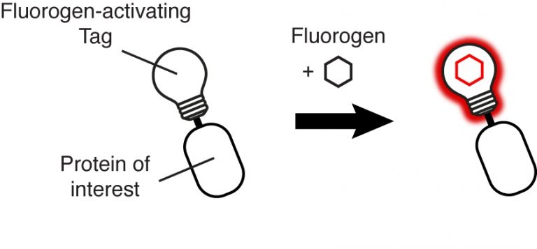 Fluorogenic Protein Systems: Labeling and Beyond - Advanced Science News