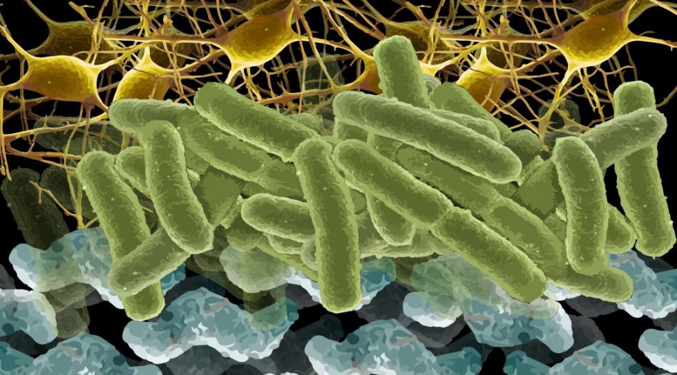 Hydra Model: Potential Insights into the Microbiota–Gut–Brain Axis ...