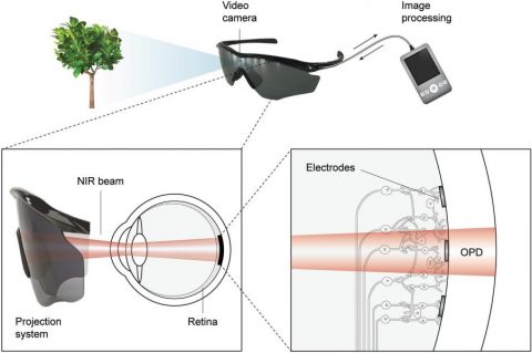Organic Photodiodes for Artificial Retinal Implants - Advanced Science News