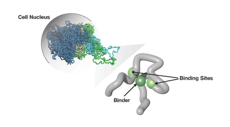 Modelling the Architecture of the Cell Nucleus - Advanced Science News