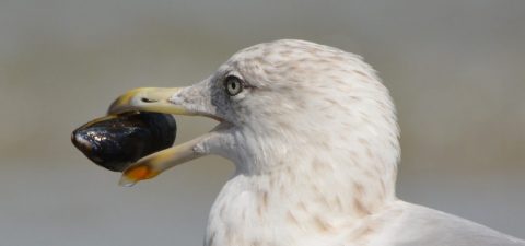 The Sticky Truth About Mussel-Inspired Glue - Advanced Science News
