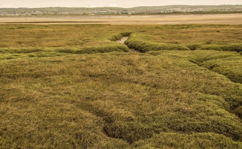 Monitoring the Effectiveness of Floodplain Habitat Restoration ...