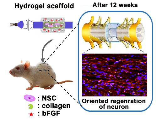 A Photo-Responsive Hydrogel Assists in Spinal Cord Repair - Advanced ...