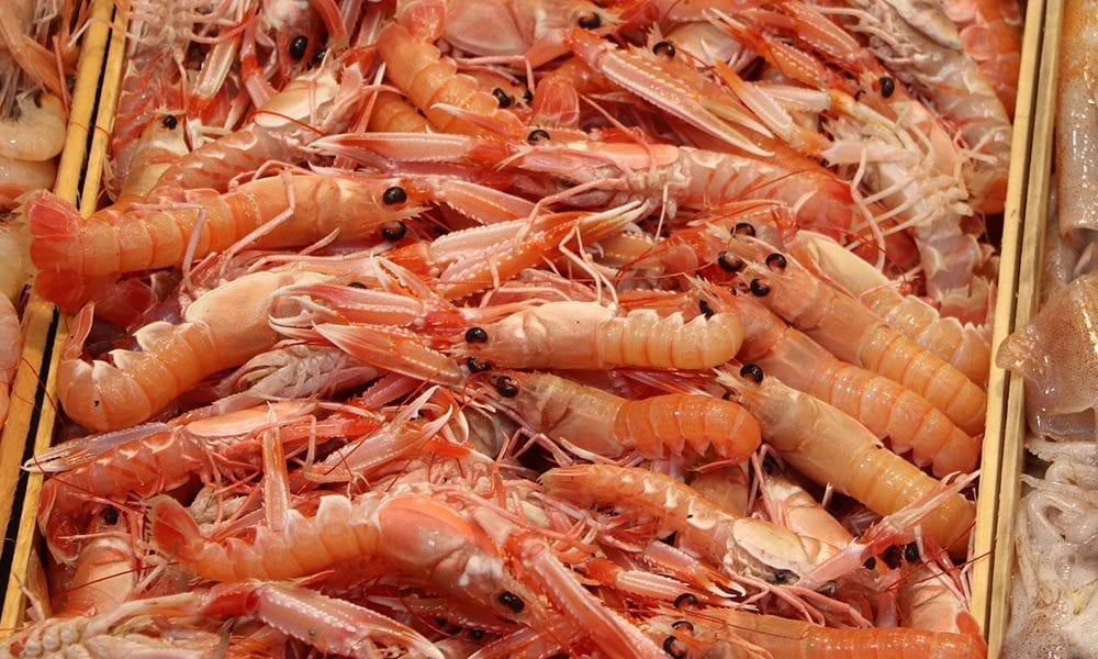 Million Dollar Shrimp: Valorization of Chitin from Northern Moroccan ...