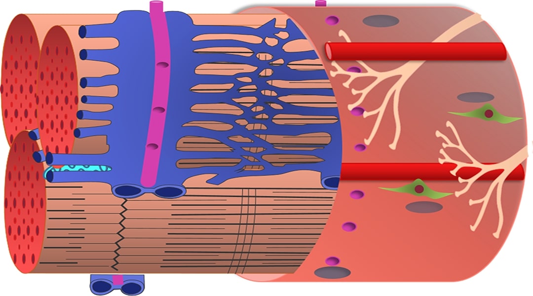 A Functional View of Skeletal Muscle - Advanced Science News