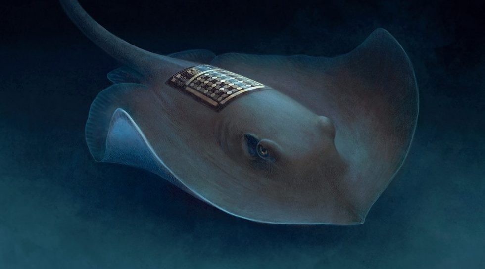 Monitoring Marine Creatures in the Deep Sea [Video] - Advanced Science News