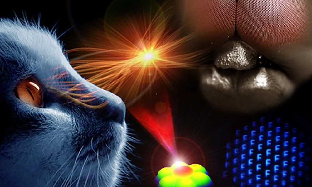 Smart Compound Eyes Enable Tunable Imaging - Advanced Science News