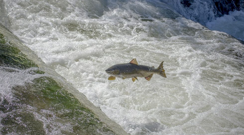 Evaluating Steelhead Migration Barriers with Drone-Based SFM - Advanced ...
