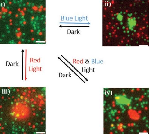 Self-sorting of Colloidal Particles Triggered by Light