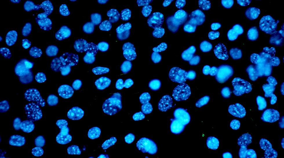 ROS and the Making of the Modern Cell - Advanced Science News