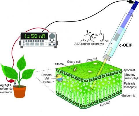Bioelectronic Implants for Drought-Resistant Plants - Advanced Science News