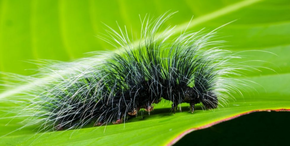 The Hearty, Hearty Caterpillar - Advanced Science News