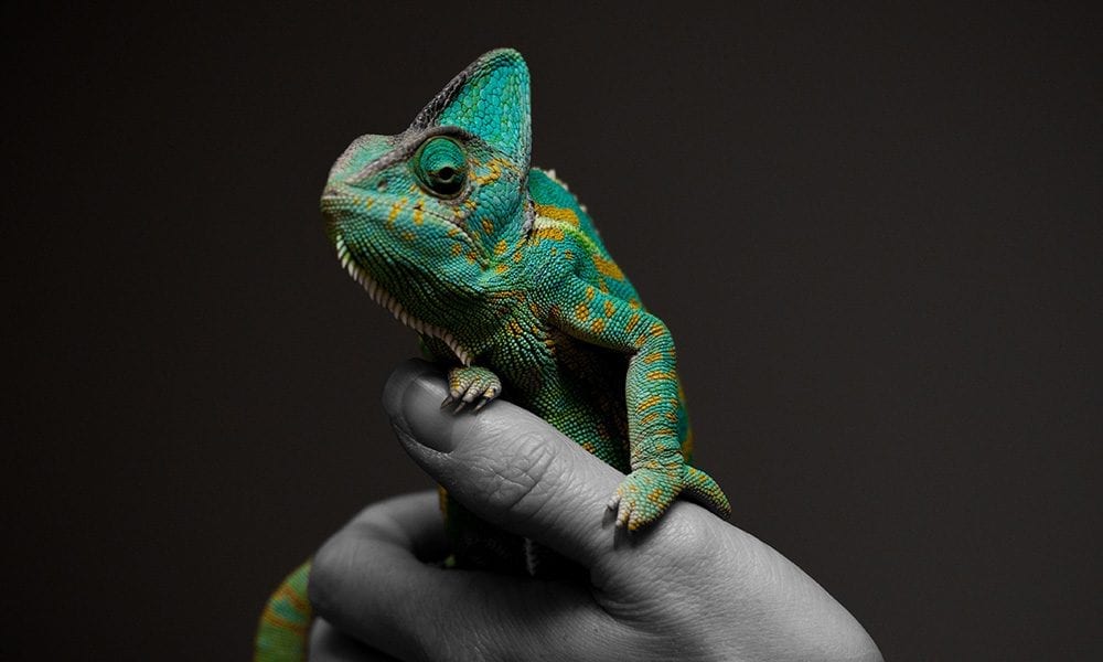 Chameleon metals change their surface structure in response to heat ...