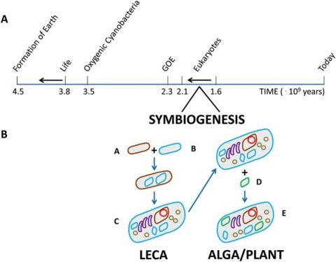 A radical view of organelle evolution - Advanced Science News