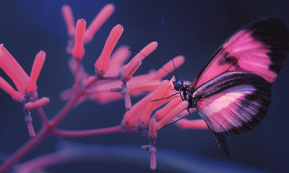 Printing In Color With Photoswitchable Polymers Advanced Science News