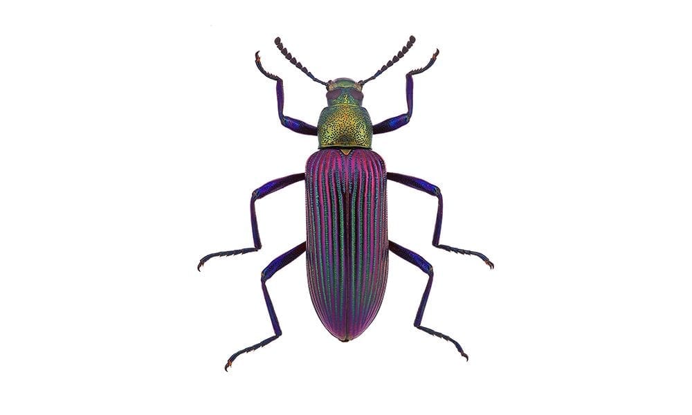 A resilient robotic bug - Advanced Science News