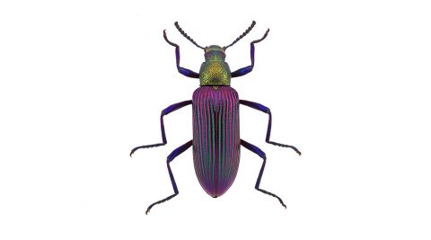 A resilient robotic bug - Advanced Science News