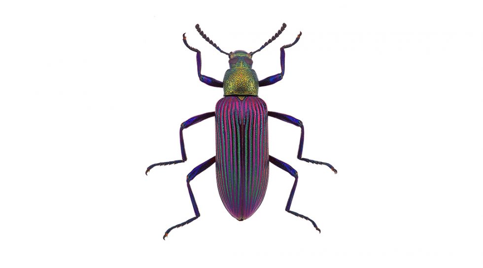 A resilient robotic bug - Advanced Science News