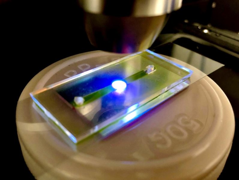 Boosting nano-electricity from living microalgae - Advanced Science News