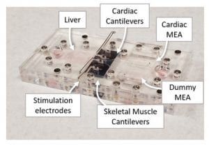 Human-on-a-chip provides an accurate model for the immune system ...