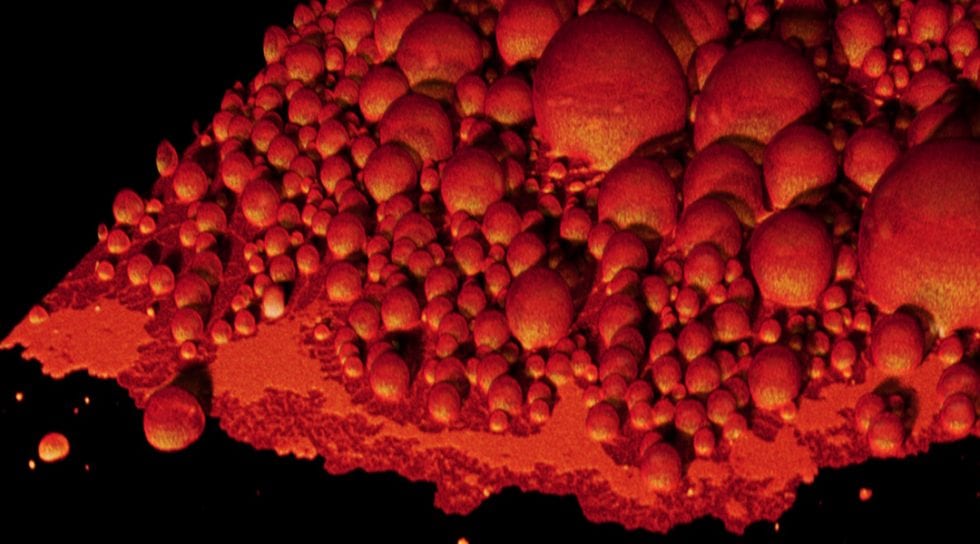 Heating up the debate: New findings in protocell evolution - Advanced ...