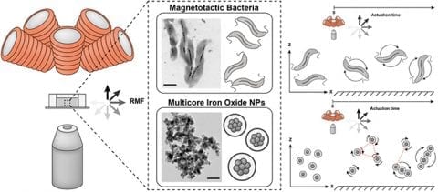 Magnetic bacteria for drug delivery - Advanced Science News