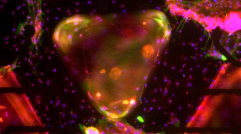 Think with your heart: A new era of biocomputing - Advanced Science News