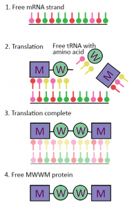 What are mRNA vaccines? - Advanced Science News