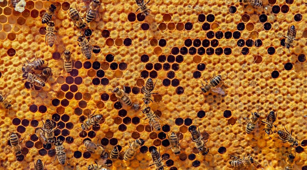 Protein synthesis: An adaptive “hive mind” of cellular proportions ...