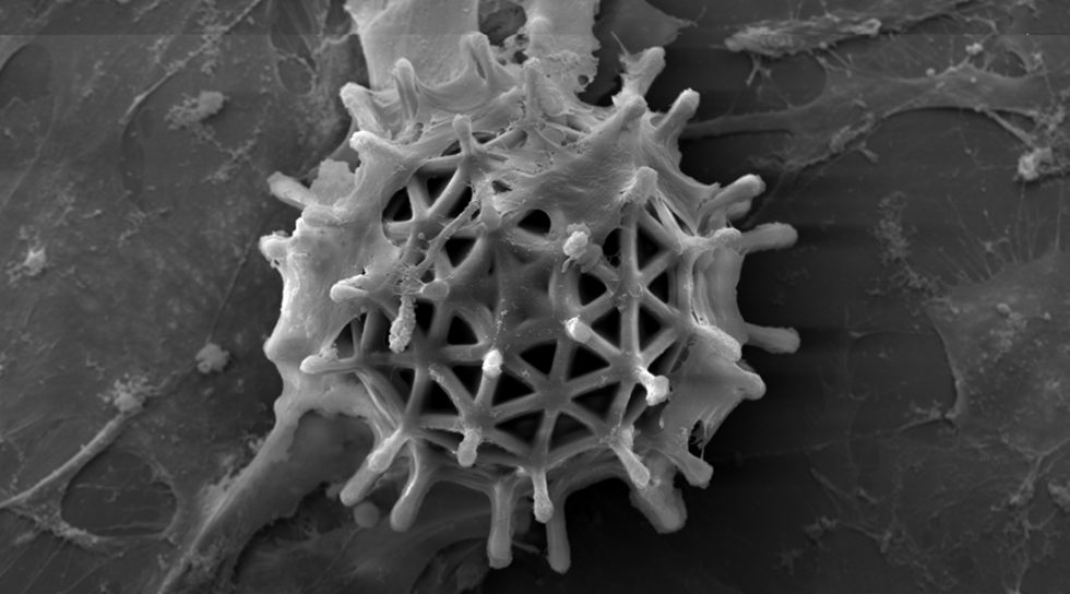 Degradable microrobots could help deliver cells within the body ...