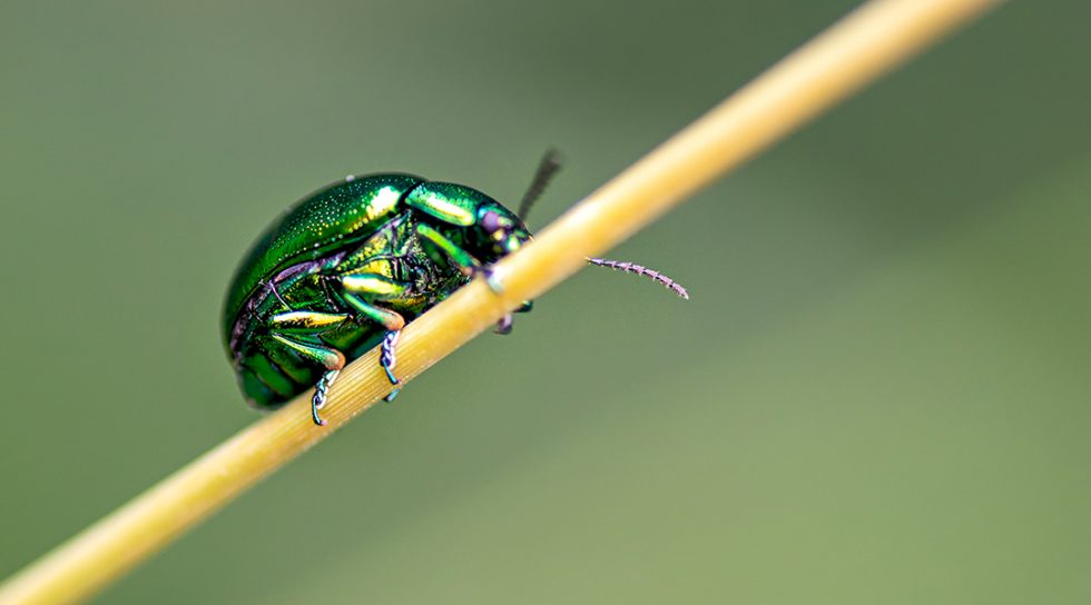 Protective powers of small beetles - Advanced Science News