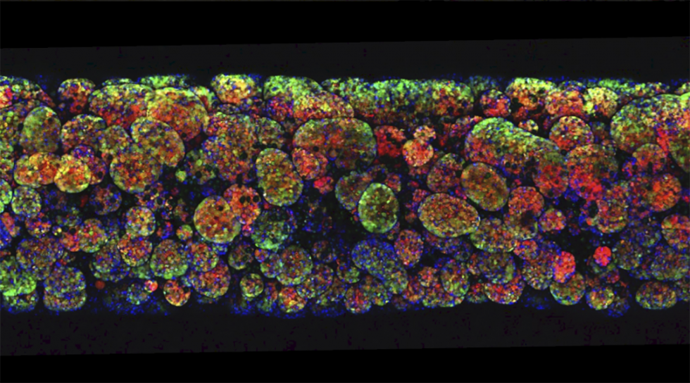 Science in Pictures - Advanced Science News