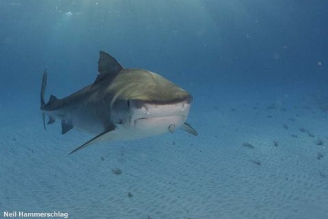 Tiger shark migration altered by ocean warming - Advanced Science News