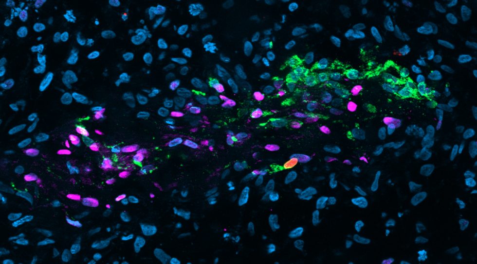 Science in pictures - Advanced Science News