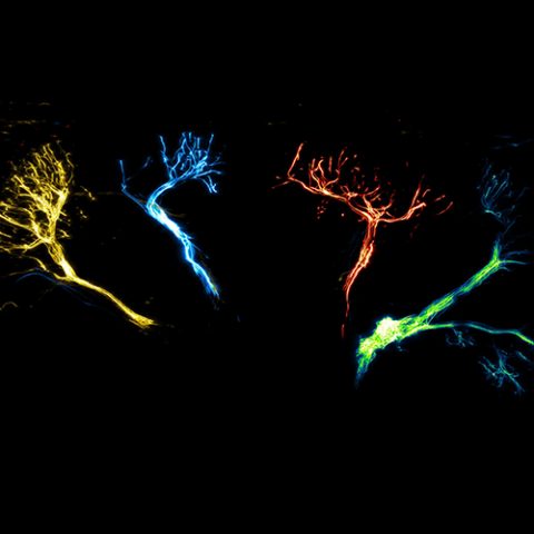 Science in pictures - Advanced Science News