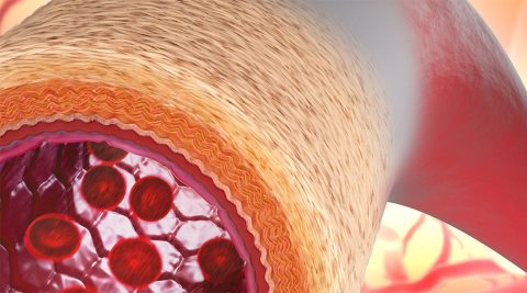 New artificial blood vessel integrates into the body - Advanced Science ...