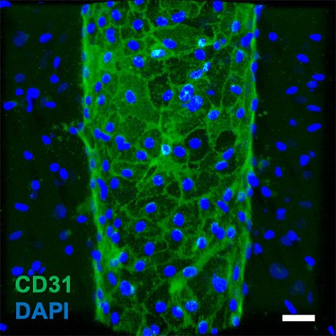 Science in pictures - Advanced Science News