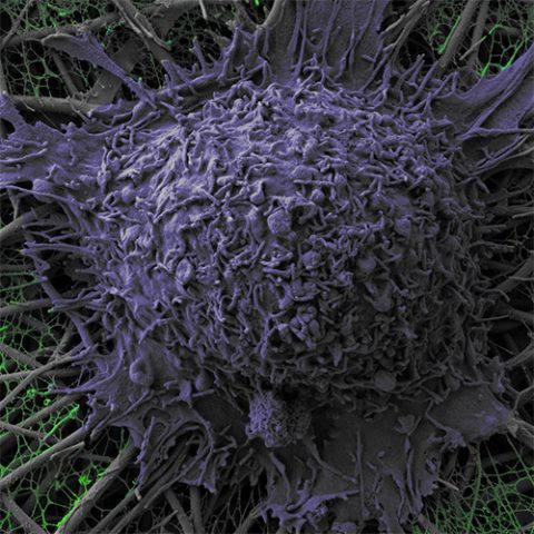 Science in pictures - Advanced Science News