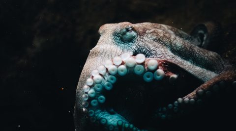 Mapping the octopus brain - Advanced Science News