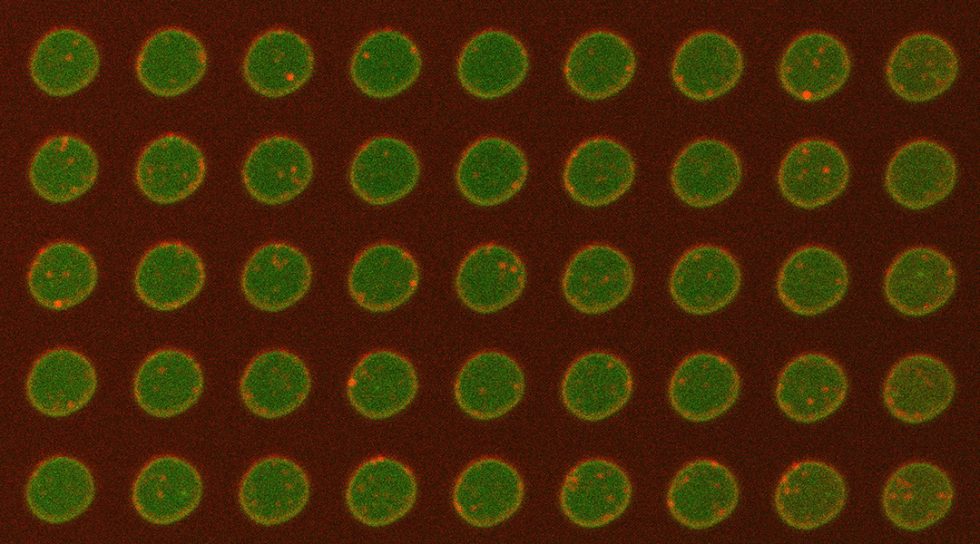 Visualizing cell membranes using a plasma membrane-on-a-chip - Advanced ...