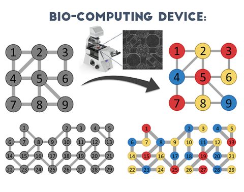 A computing system made from heart cells - Advanced Science News