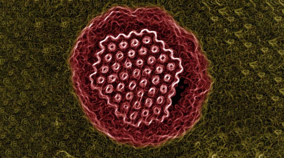Bringing ancient viruses back to life - Advanced Science News