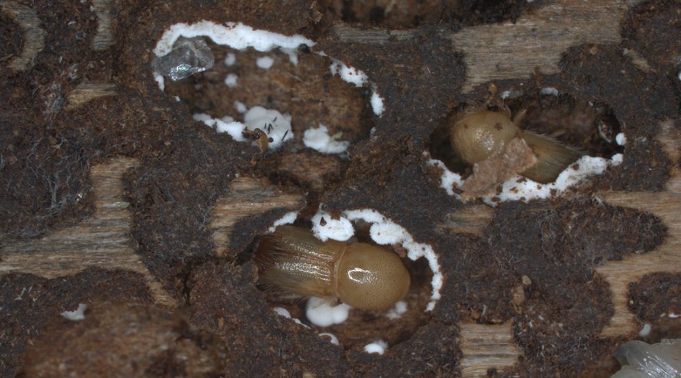 Bark beetles and fungi: A lethal chemical alliance - Advanced Science News