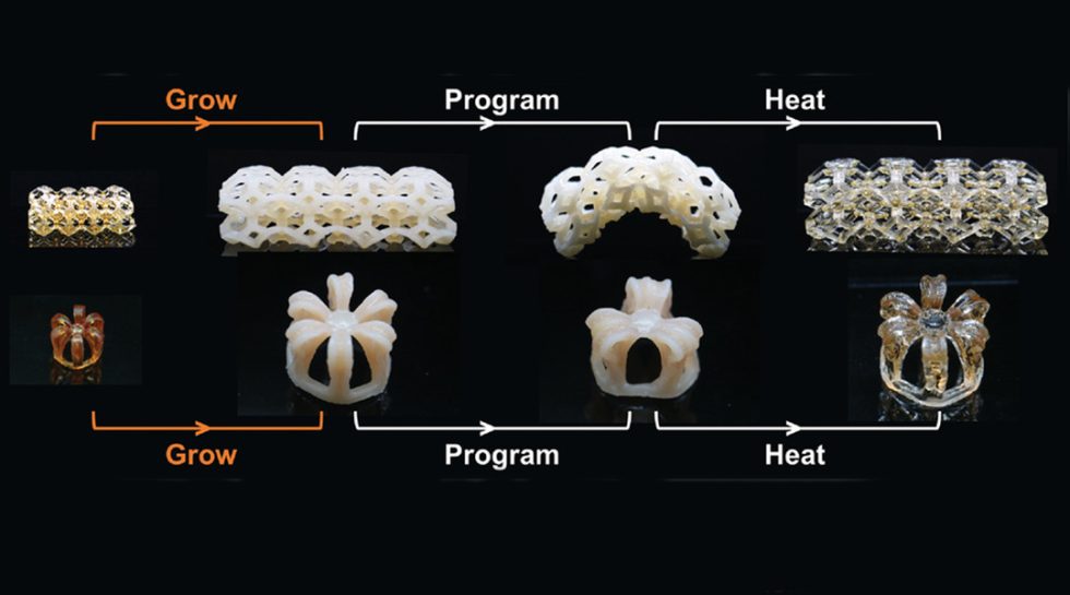 4D printing "living" structures inspired by immortal jellyfish ...