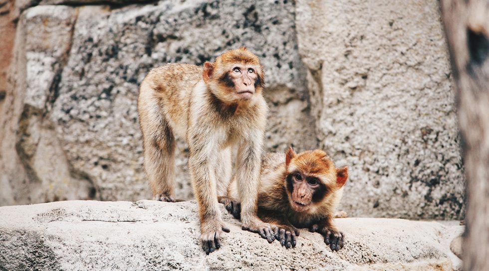 Macaques challenge the origin of tool invention - Advanced Science News